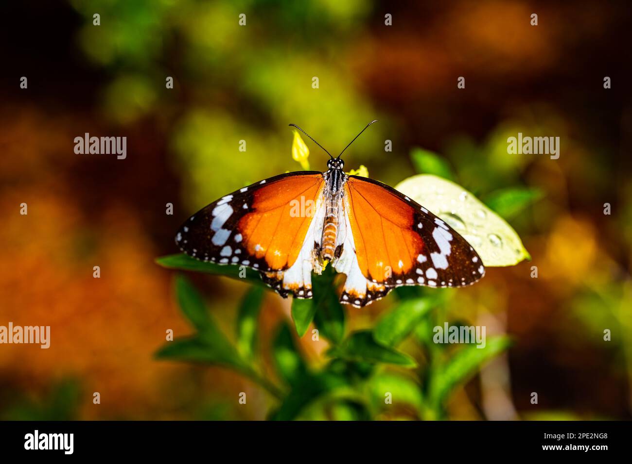 Danaus genutia genutia (Common Tiger), butterfly Stock Photo - Alamy