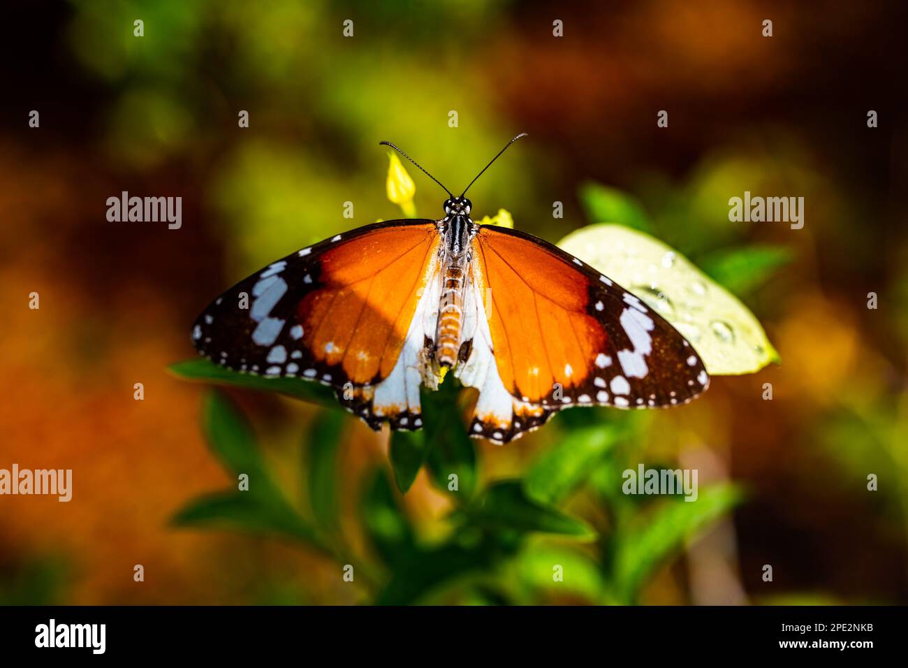 Danaus genutia genutia (Common Tiger), butterfly Stock Photo - Alamy