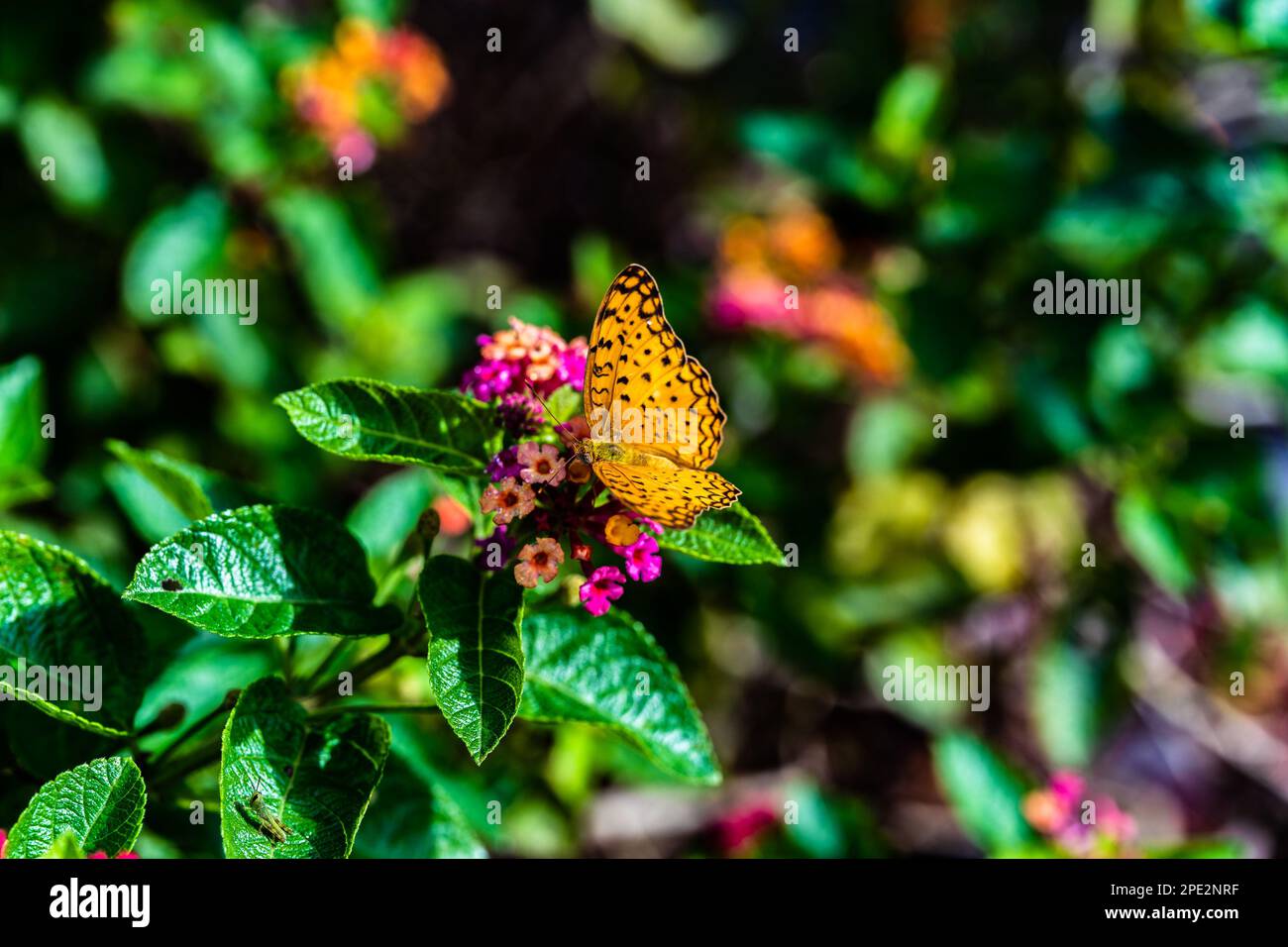 Phalanta phalantha phalantha (Leopard), butterfly Stock Photo - Alamy