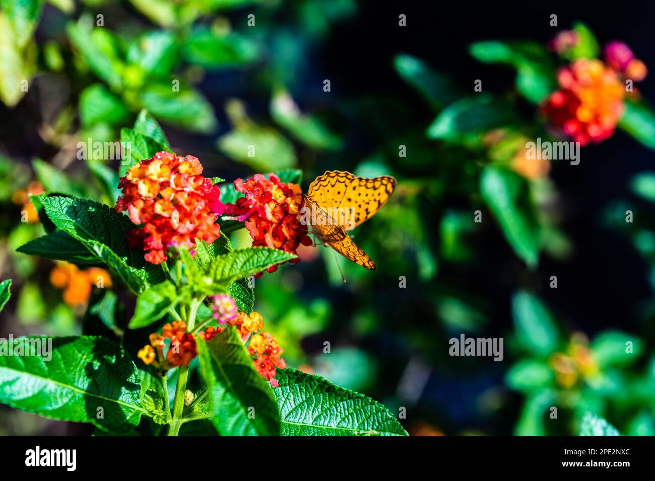 Phalanta phalantha phalantha hi-res stock photography and images - Alamy