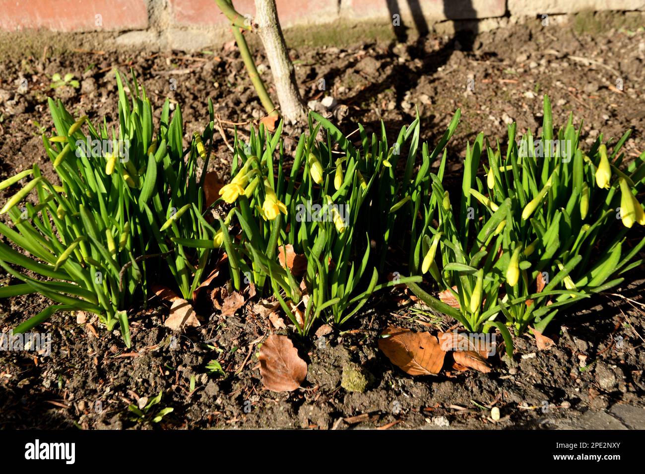 Copenhagen /Denmark/15 March 2023/Green plants with tiny yellow colour ...