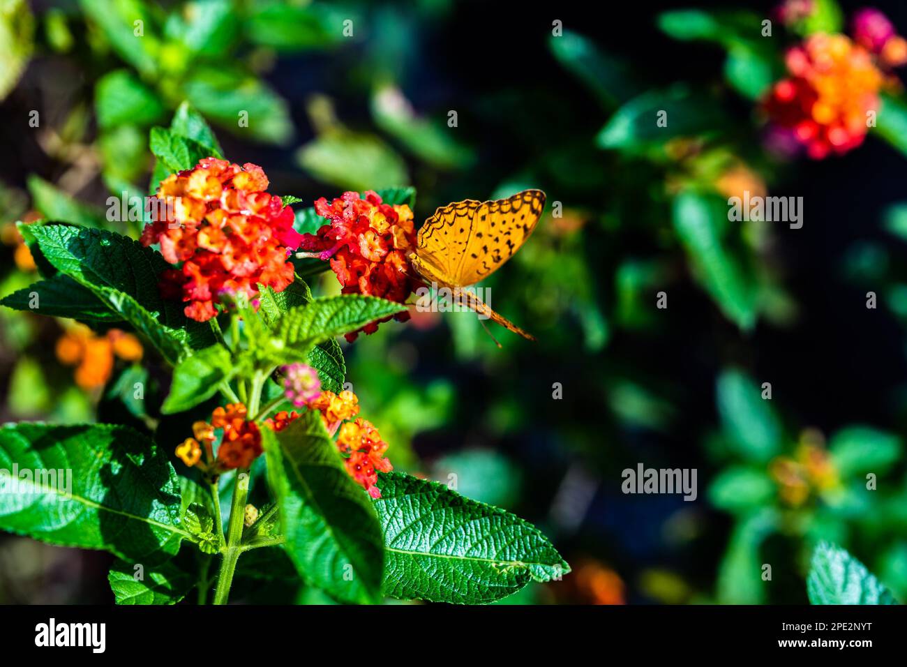 Phalanta phalantha phalantha (Leopard), butterfly Stock Photo - Alamy