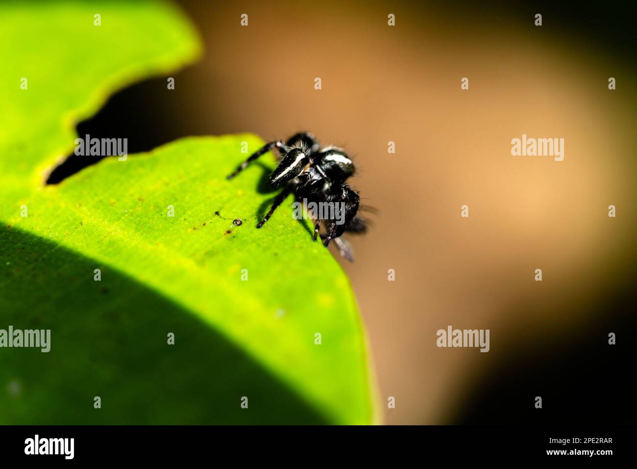 jumping spider, macro Stock Photo - Alamy