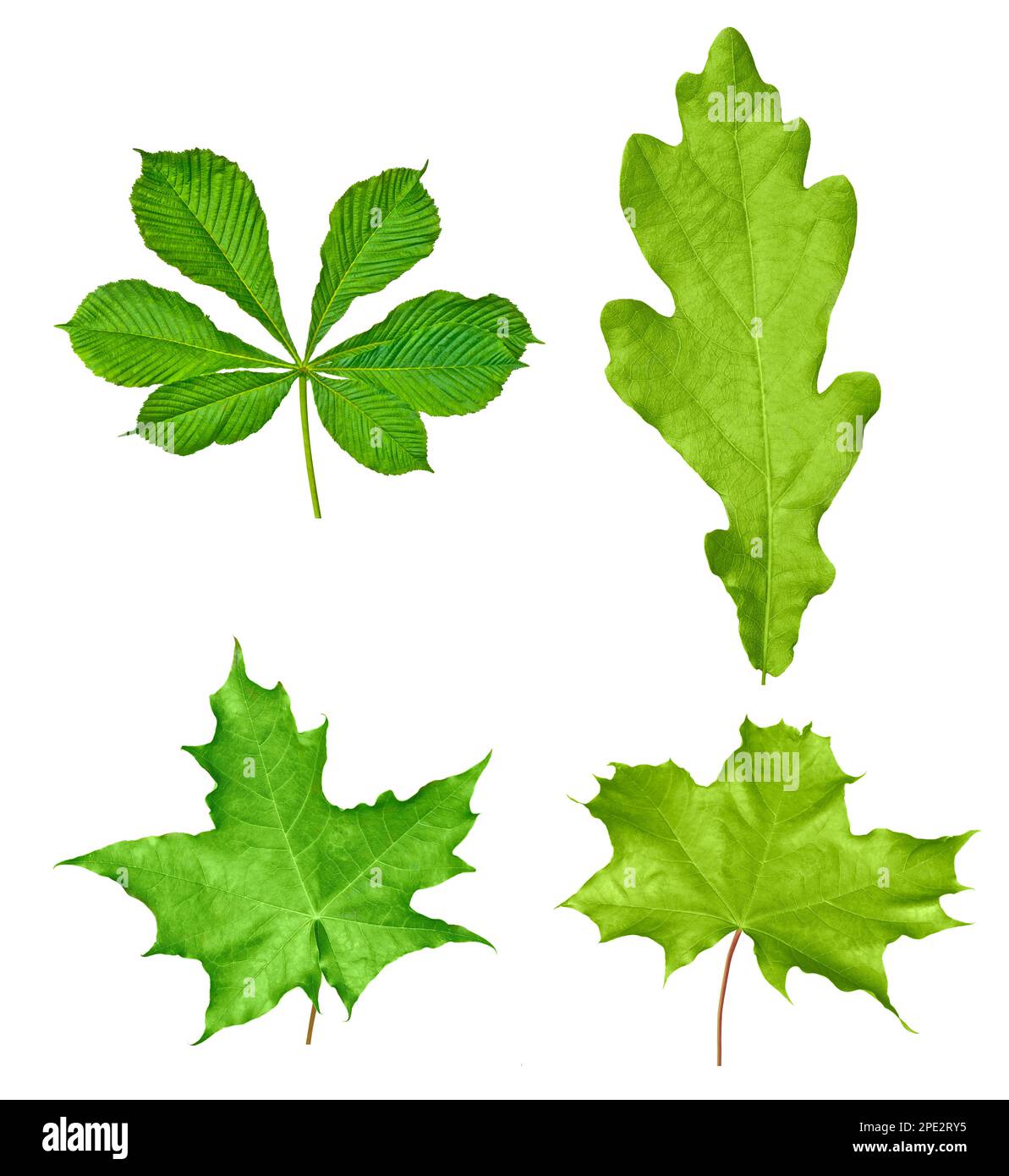 Set of various green leaves isolated on white - oak, chestnut, maple ...
