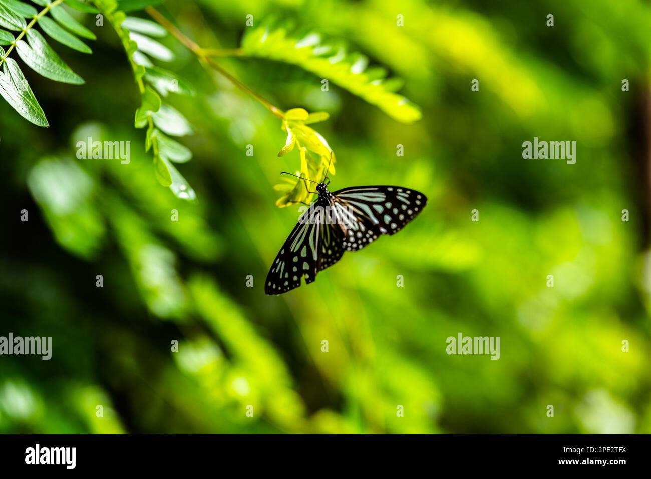 Common mime hi-res stock photography and images - Alamy