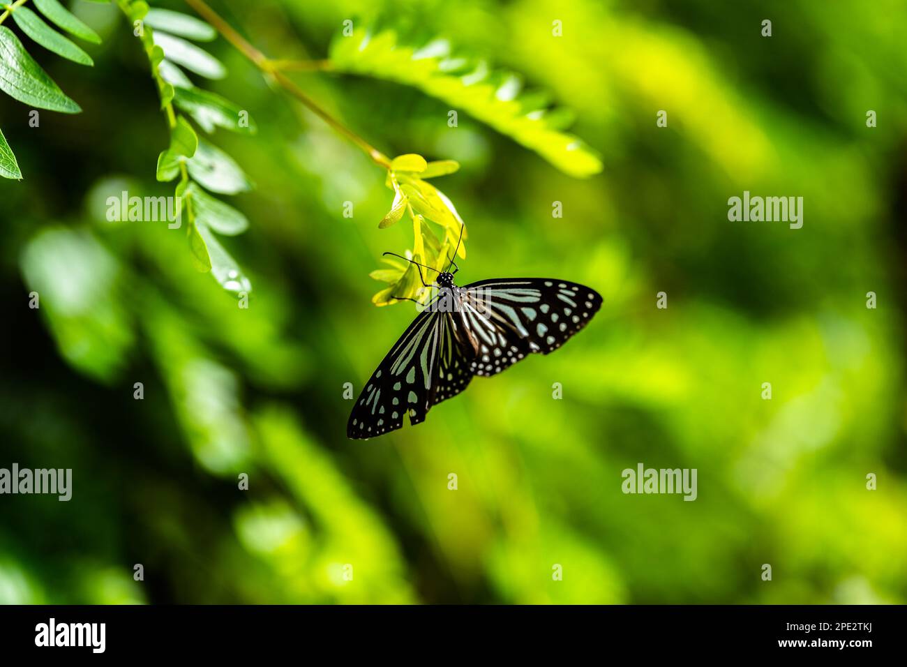 Chilasa clytia clytia (Common Mime), butterfly Stock Photo - Alamy