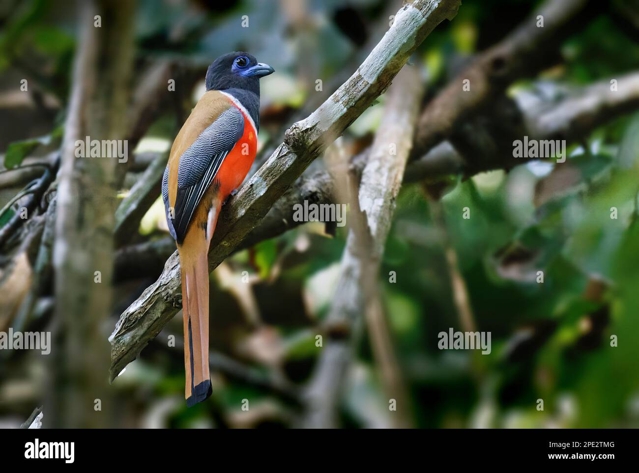 Malabar trogon kerala hi-res stock photography and images - Alamy