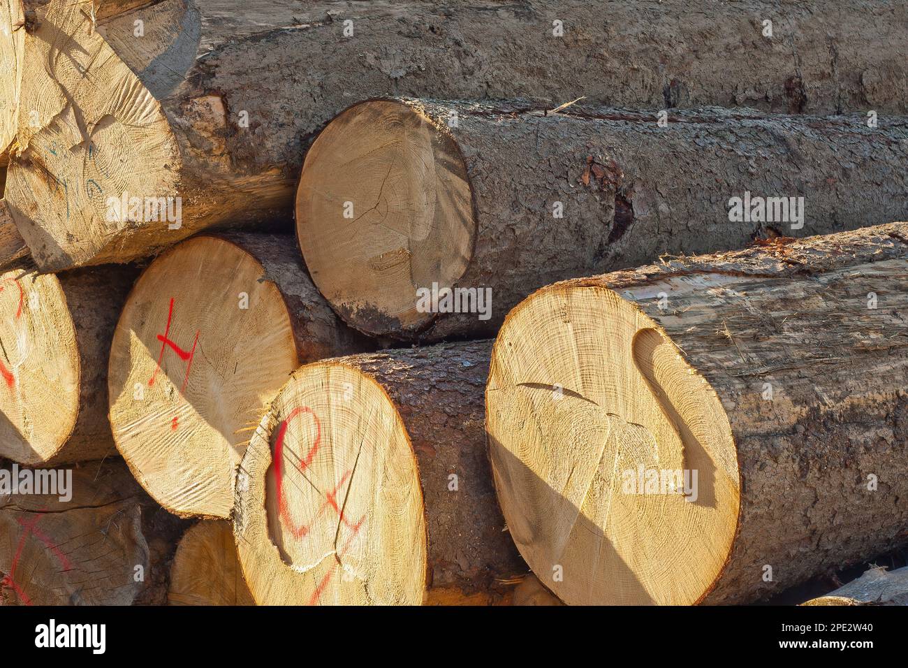 Stack of spruce wood ready for export Stock Photo - Alamy