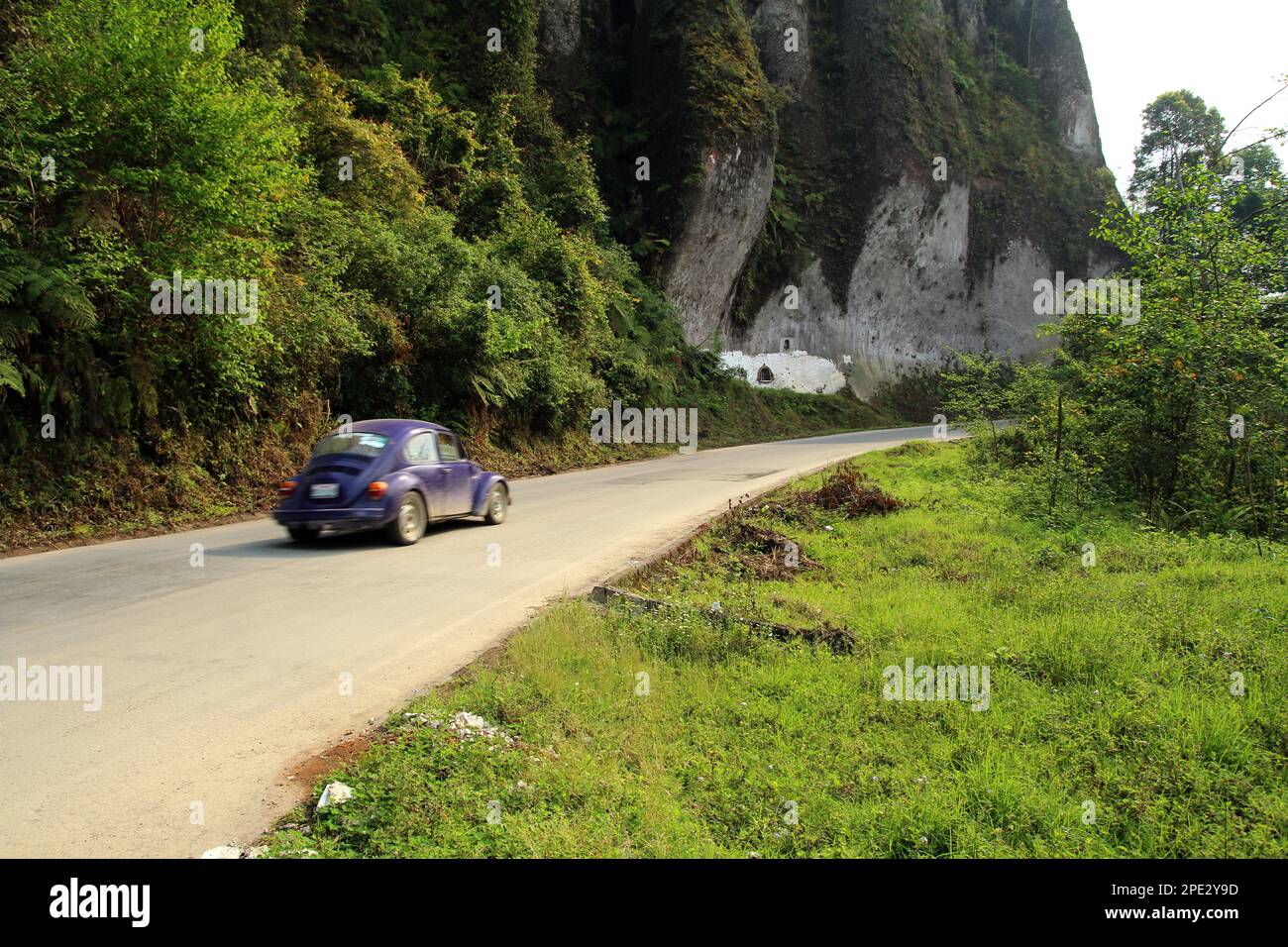 El Cirio. Iconic and sacred site Otomi - Tepehua of Tenango de Doria ...