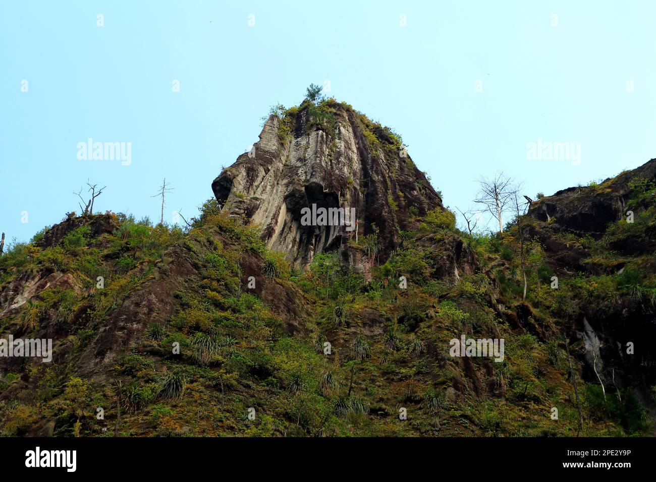 El Cirio. Iconic and sacred site Otomi - Tepehua of Tenango de Doria ...