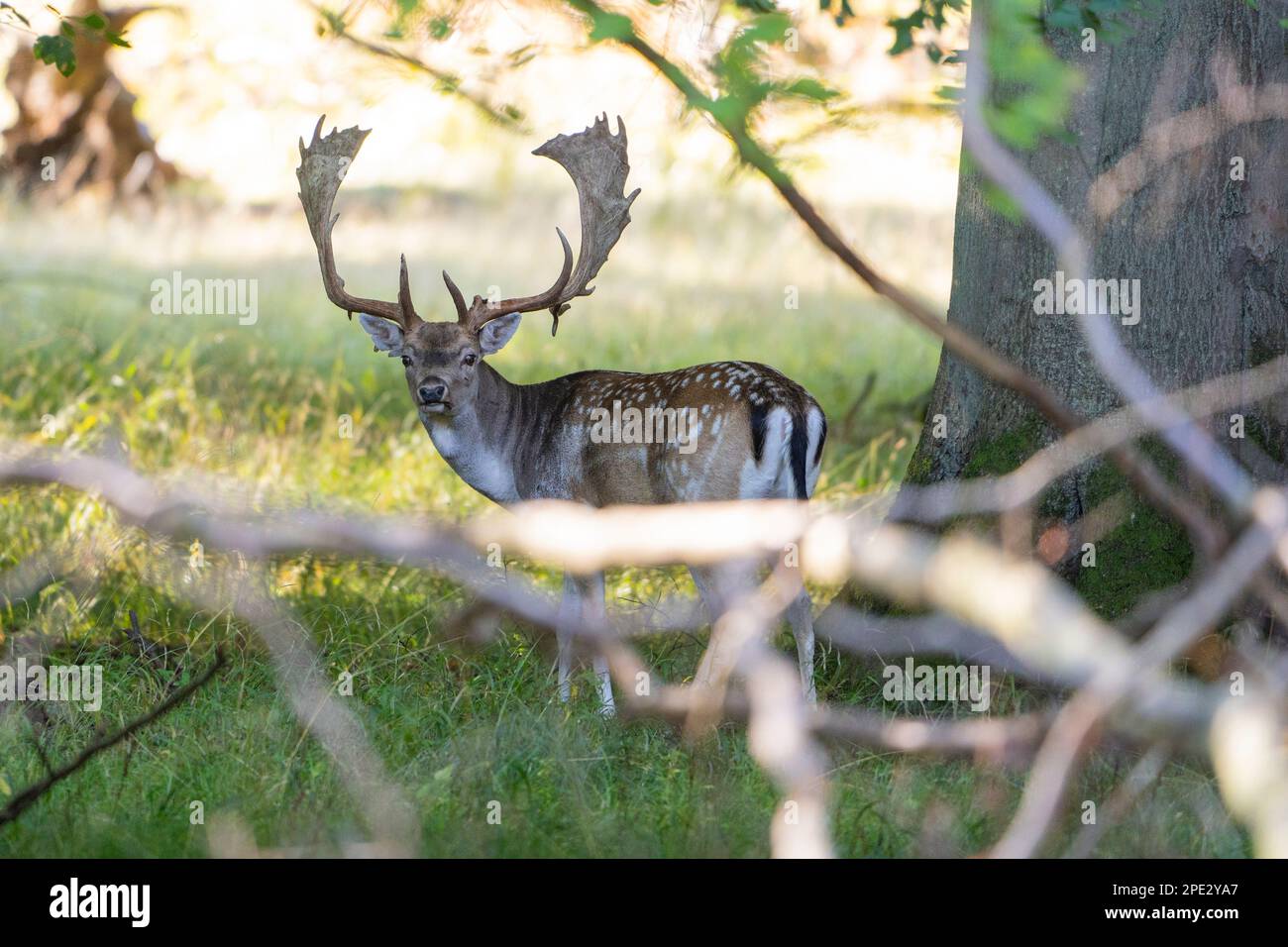 brown and white fallow deer with large horns walking, running, eating ...