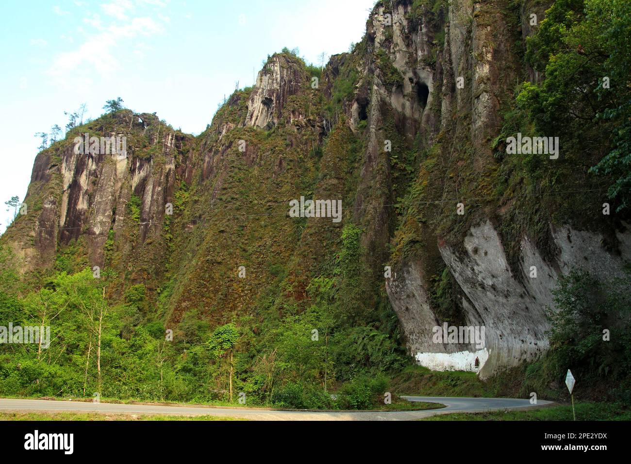 El Cirio. Iconic and sacred site Otomi - Tepehua of Tenango de Doria ...