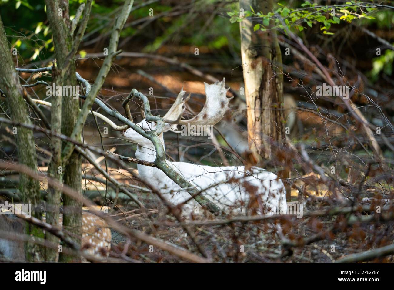 brown and white fallow deer with large horns walking, running, eating ...