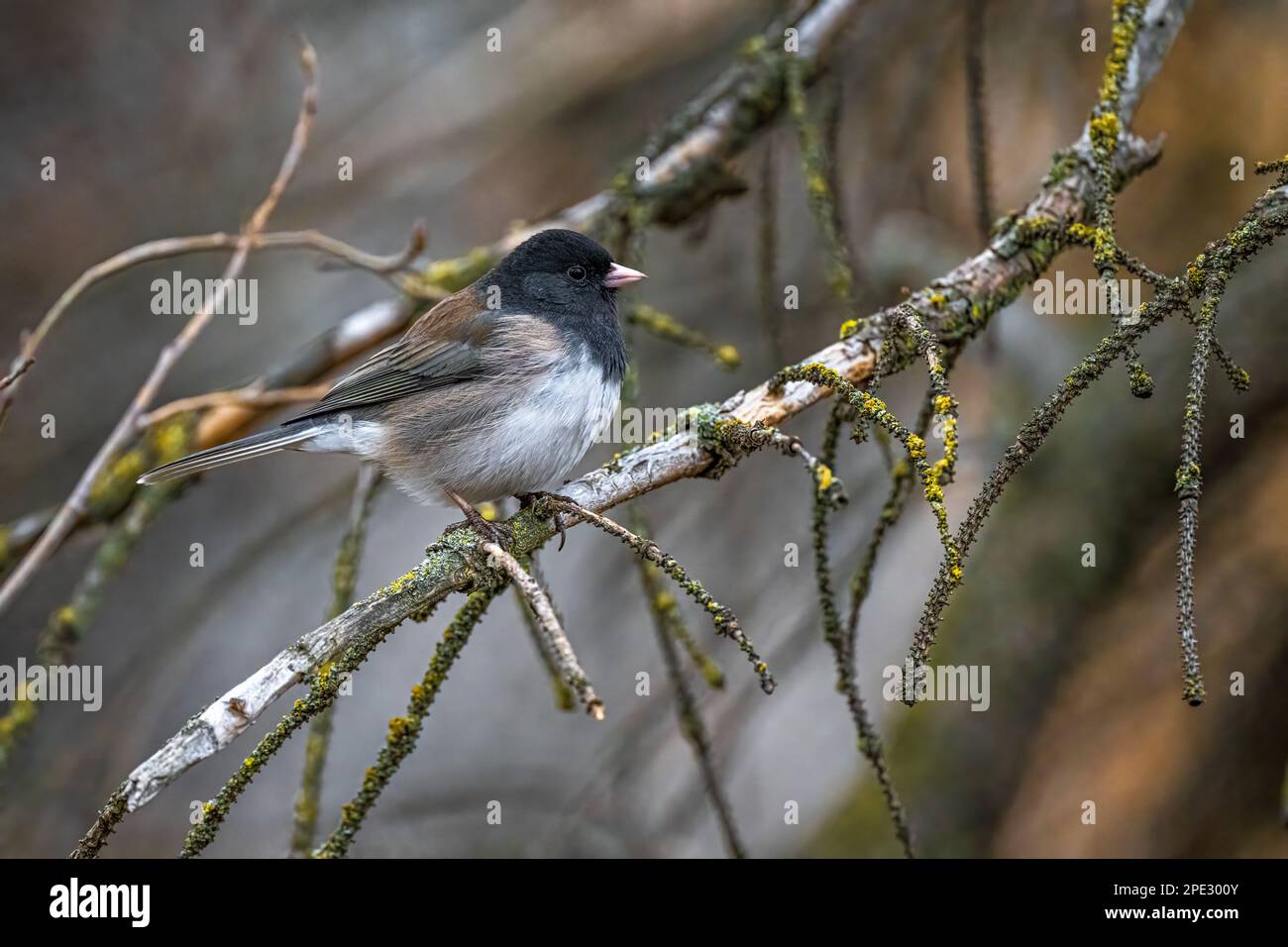 Oregon male junco hi-res stock photography and images - Alamy