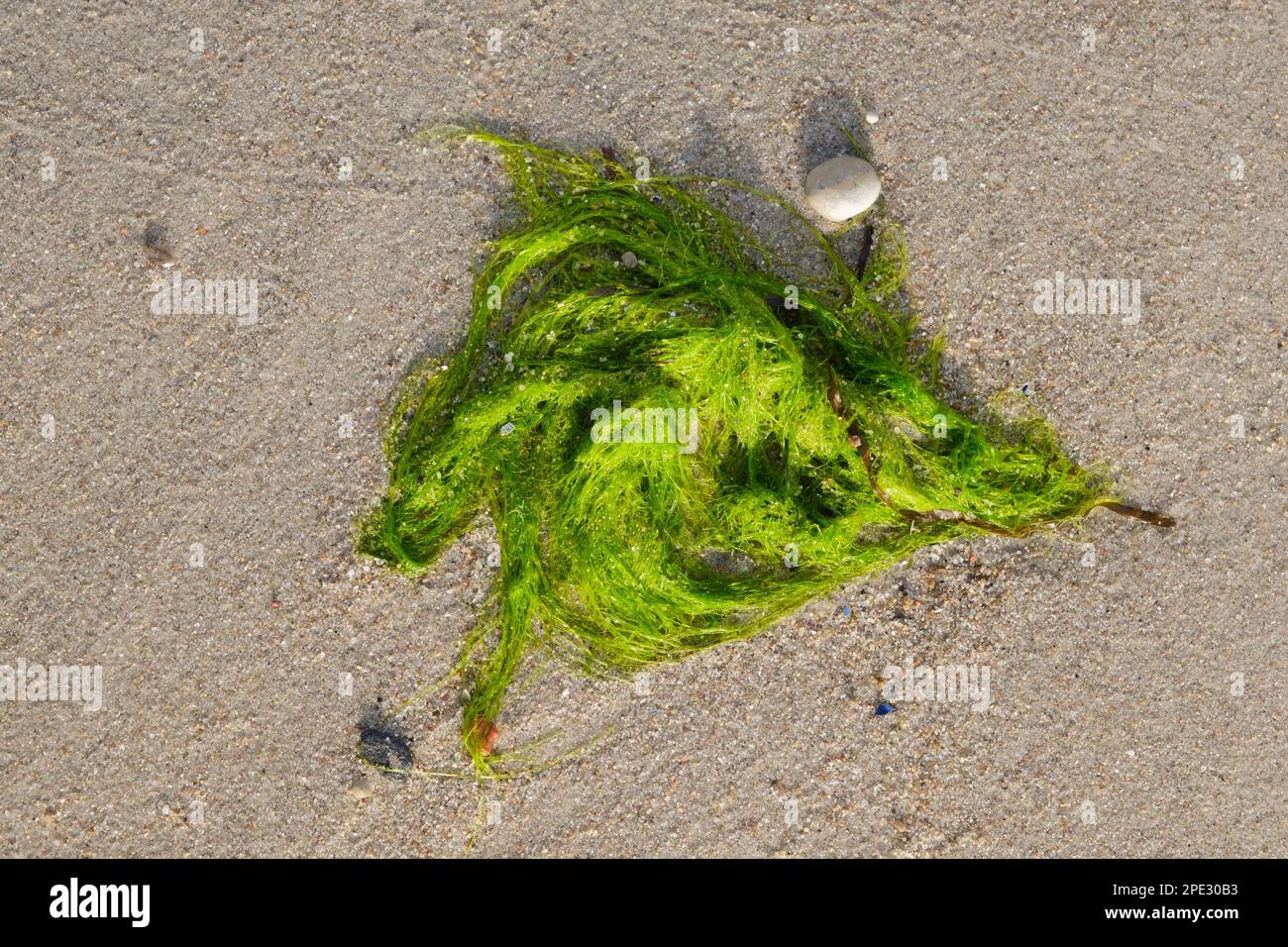 Algae plant hi-res stock photography and images - Alamy