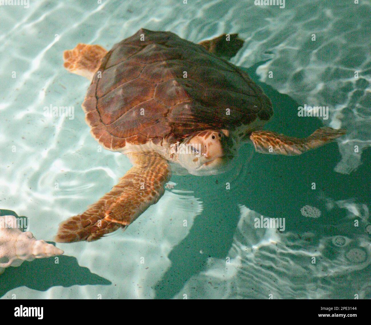 ** ADVANCE FOR WEEKEND JUNE 25-26 ** Petey, a Loggerhead turtle, swims ...