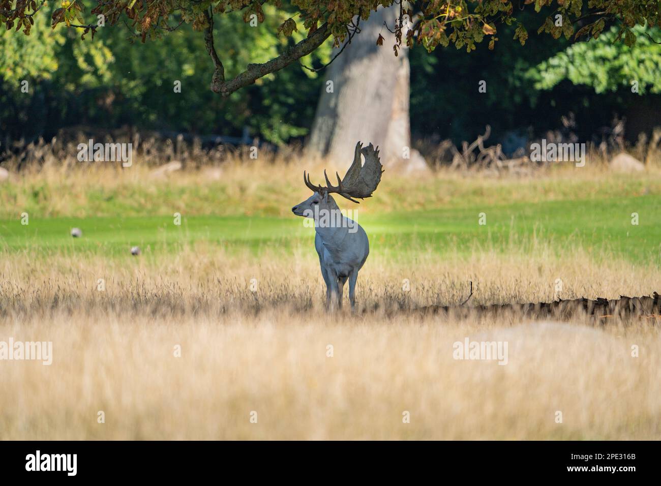 brown and white fallow deer with large horns walking, running, eating ...