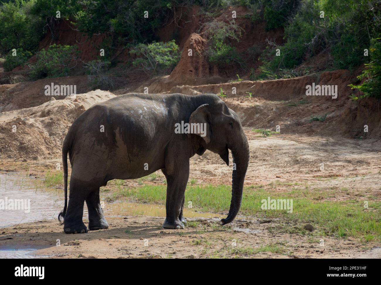 Asiatic elephant walk hi-res stock photography and images - Alamy