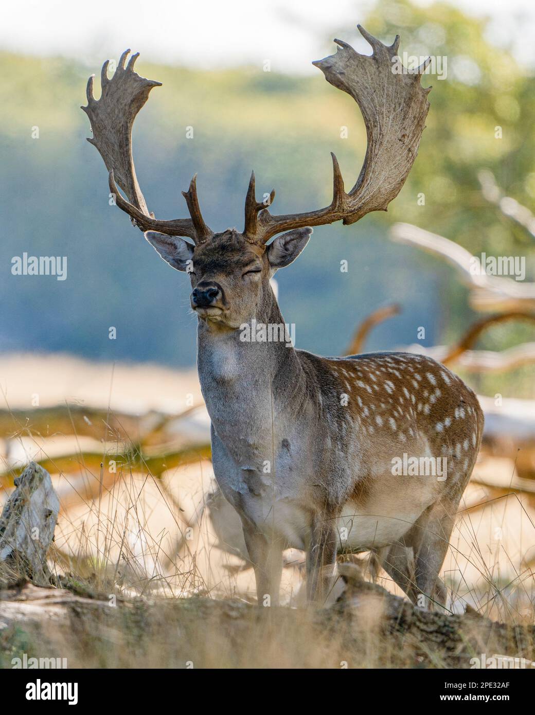 brown and white fallow deer with large horns walking, running, eating ...
