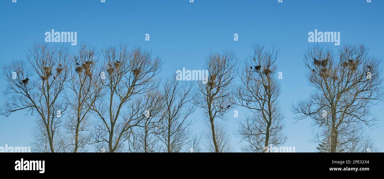 Species of crows hi-res stock photography and images - Alamy