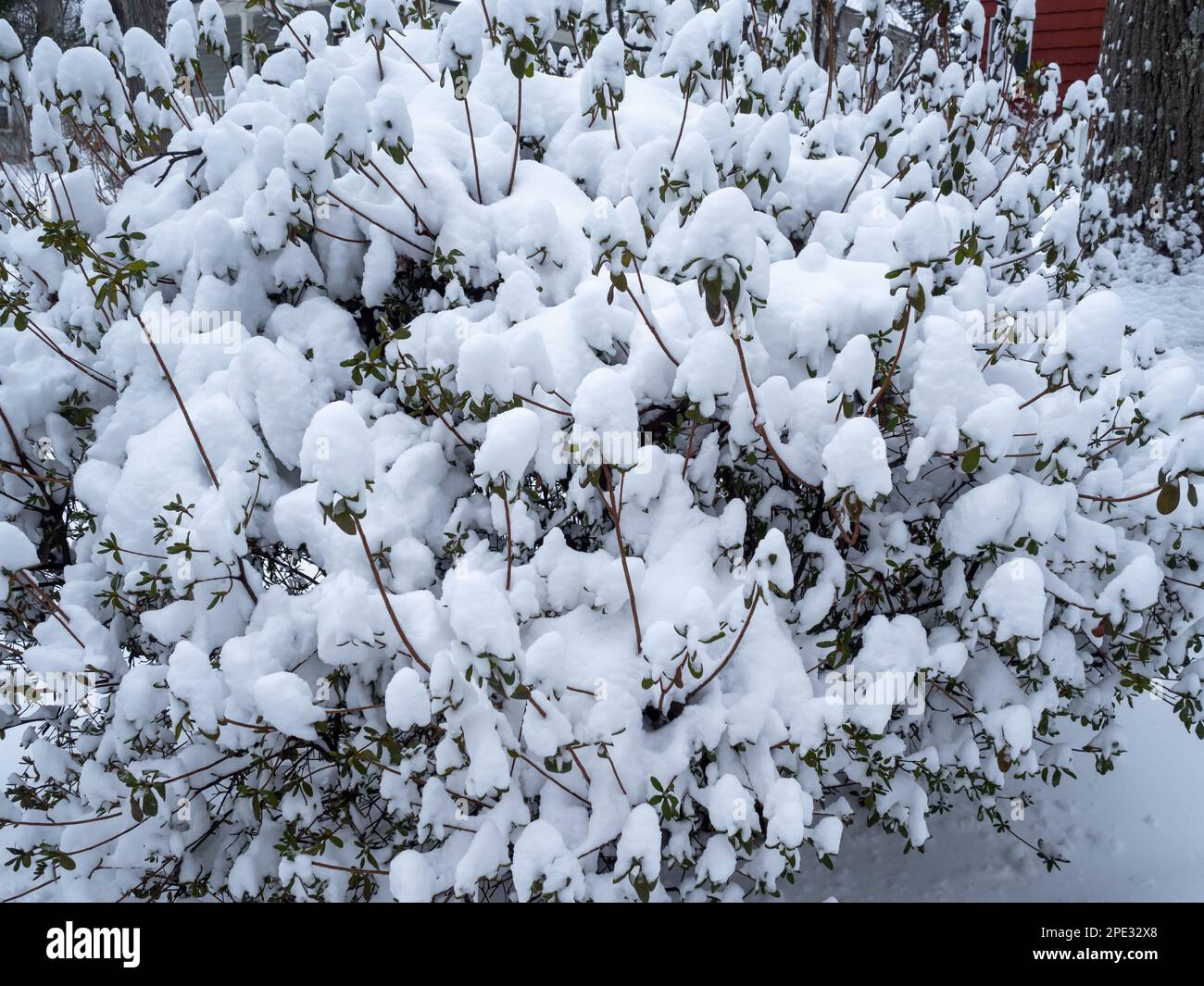 shrubs in the garden covered with snow in winter Stock Photo - Alamy