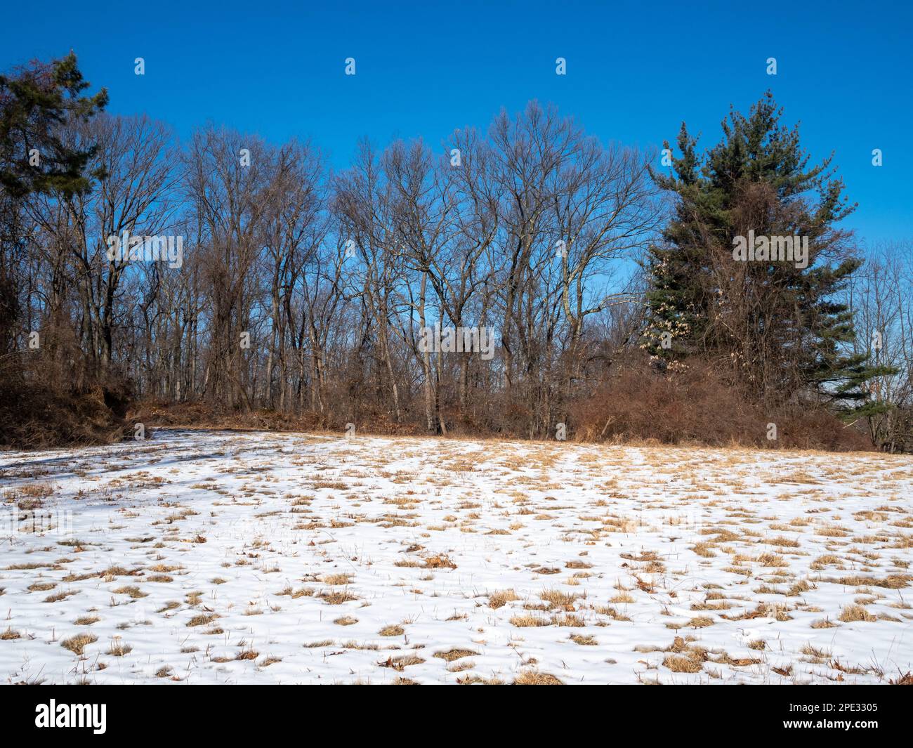 winter landscape in the forest with snow Stock Photo - Alamy