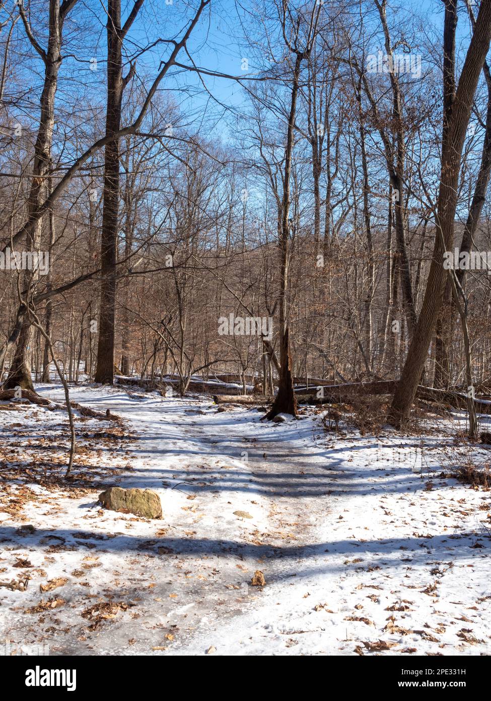 winter landscape in the forest with snow Stock Photo - Alamy