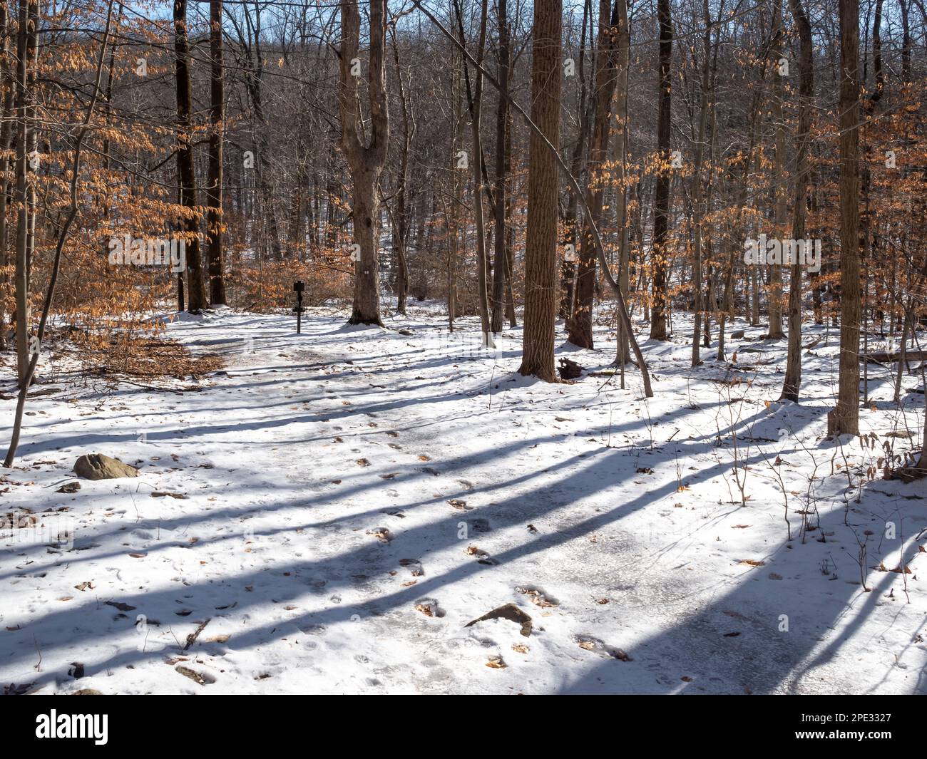 winter landscape in the forest with snow Stock Photo - Alamy