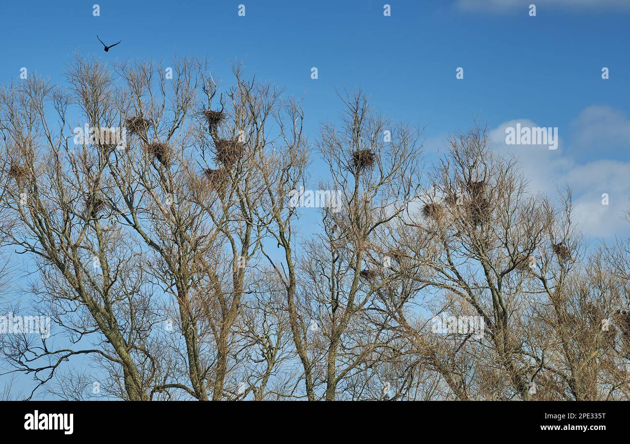 Spring crows hi-res stock photography and images - Alamy