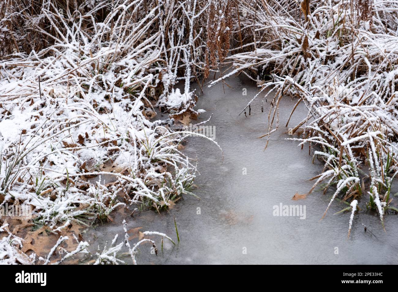 frozen puddle in the swamp with snow in winter Stock Photo - Alamy