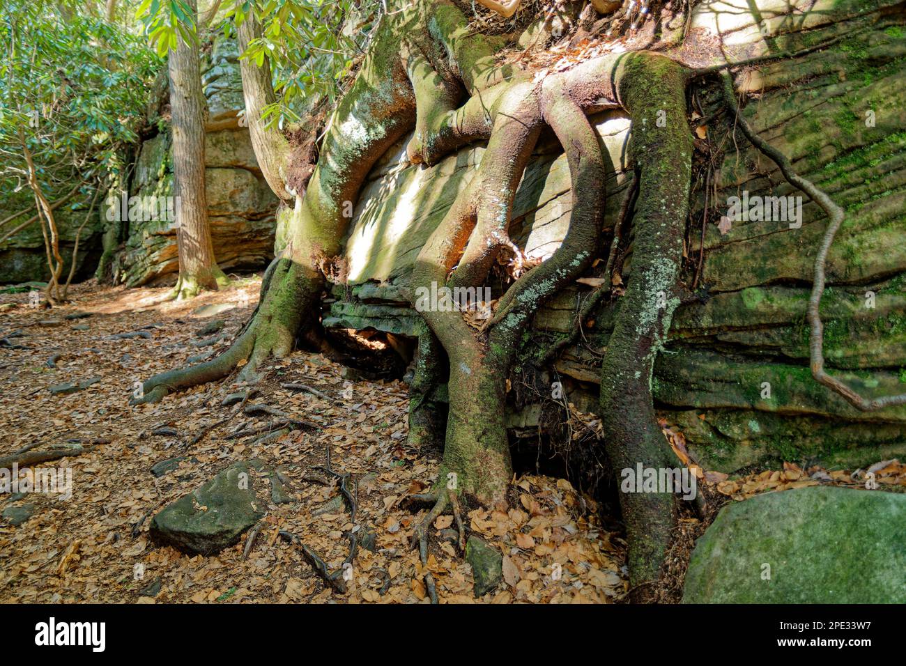 Tree growing around rock hi-res stock photography and images - Alamy