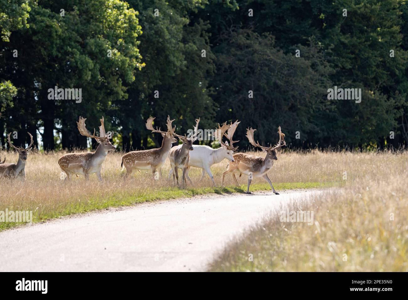 brown and white fallow deer with large horns walking, running, eating ...