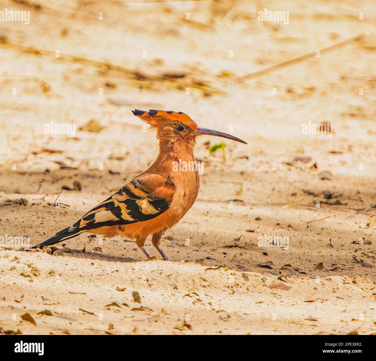 African hoopoe hi-res stock photography and images - Alamy