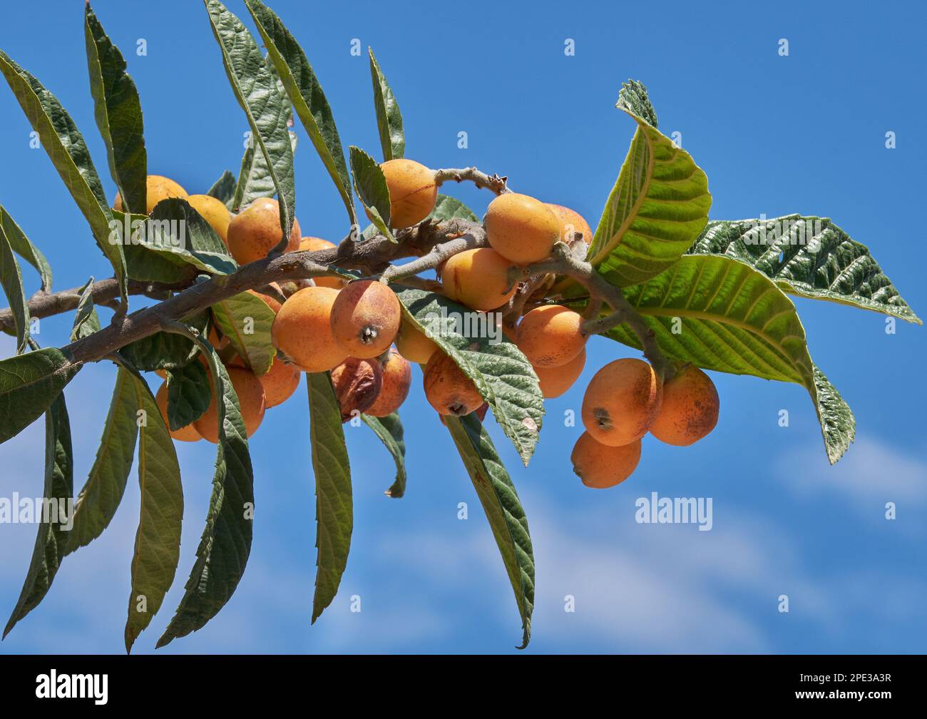 Loquat leaves and fruits hi-res stock photography and images - Alamy