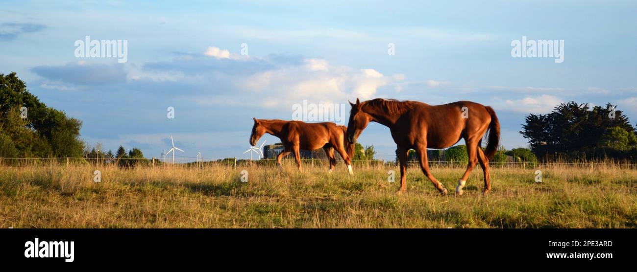 Two by Two Stock Photo - Alamy