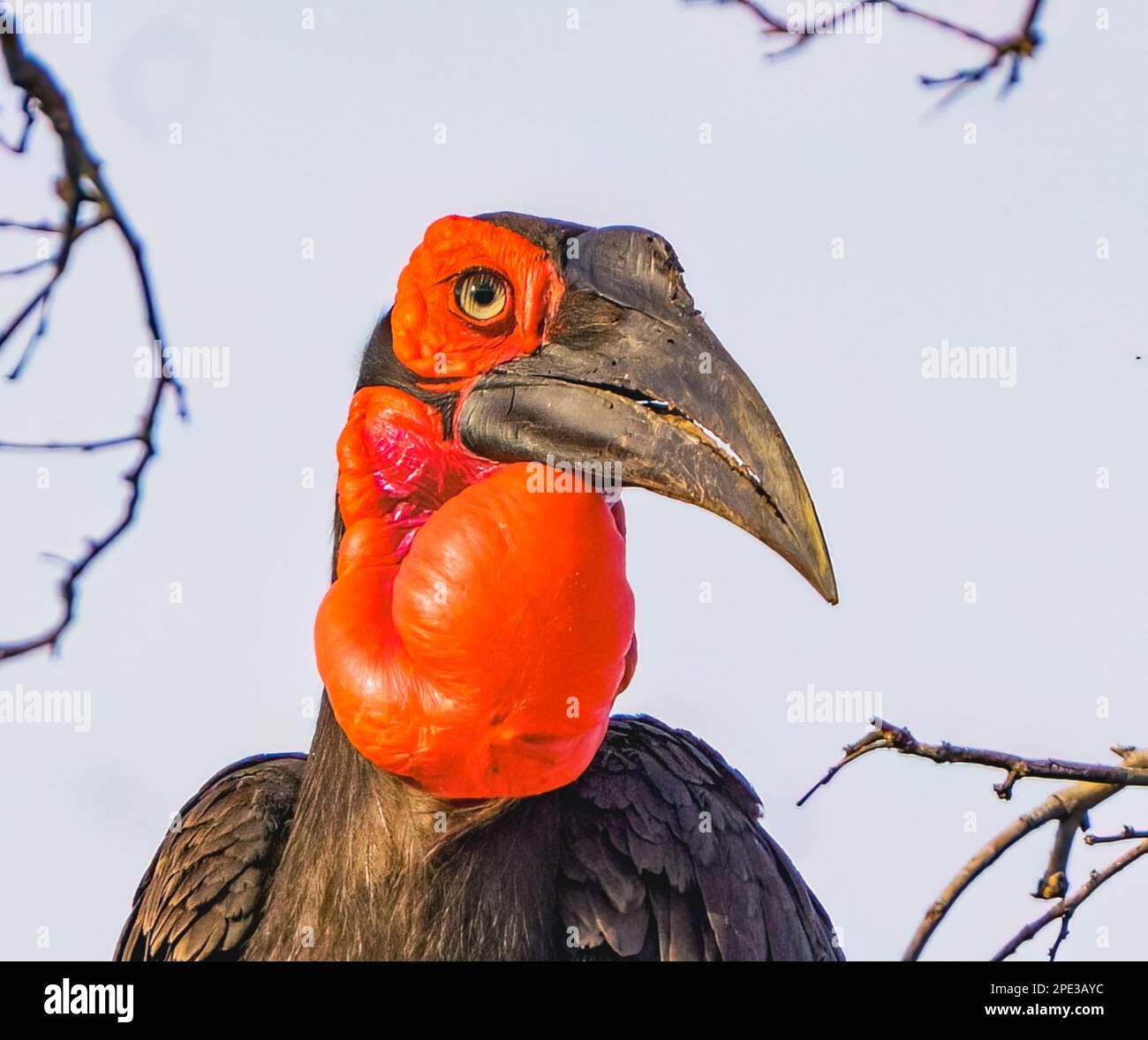 Male Southern Ground Hornbill Stock Photo - Alamy