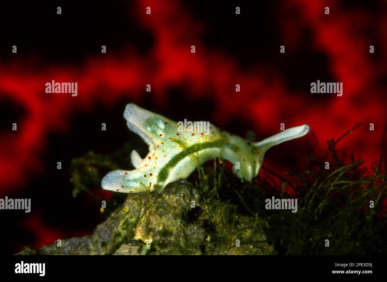 Sea Slug on its Foodplant, Elysia timida Stock Photo - Alamy