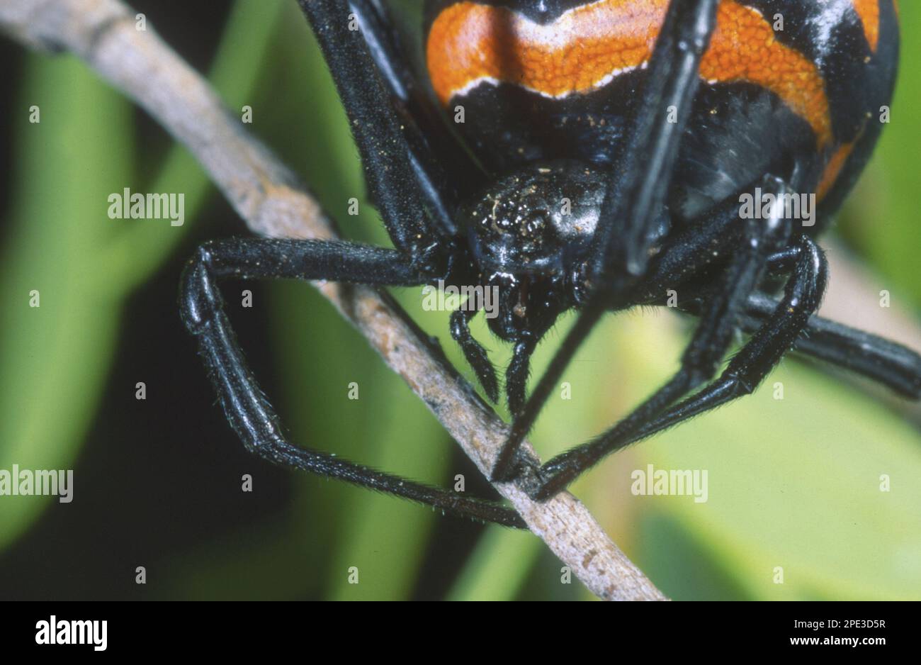 close up of Black widow spider, Latrodectus tredecimguttatus Stock ...