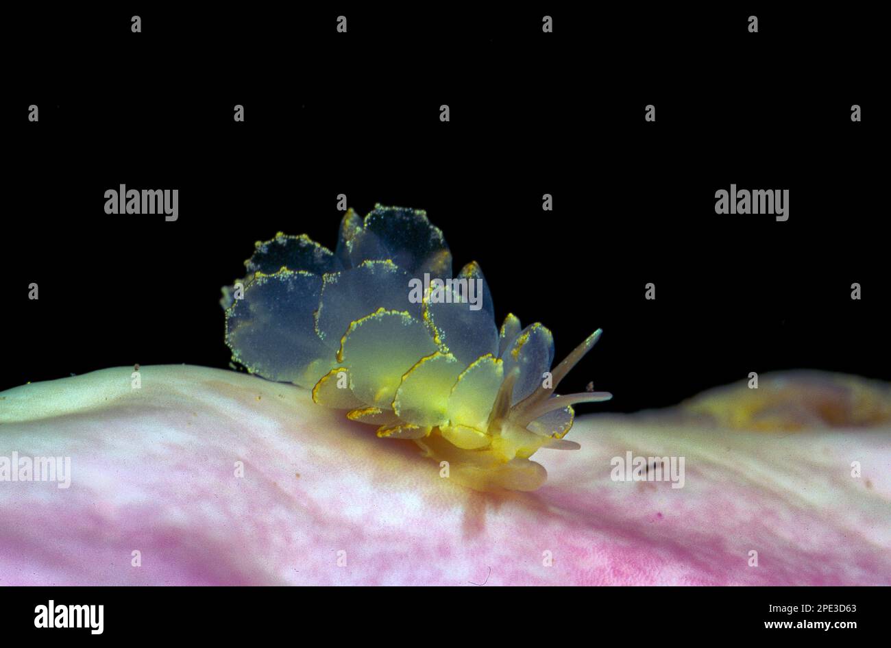 Molluschi gasteropodi marini hi-res stock photography and images - Alamy