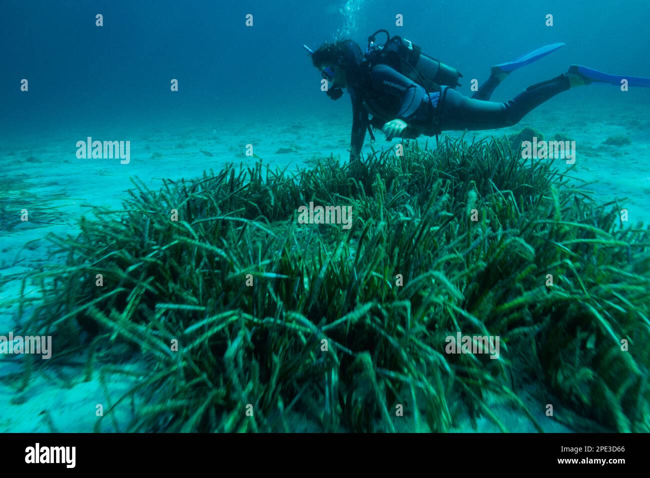 Female diver seagrass hi-res stock photography and images - Alamy