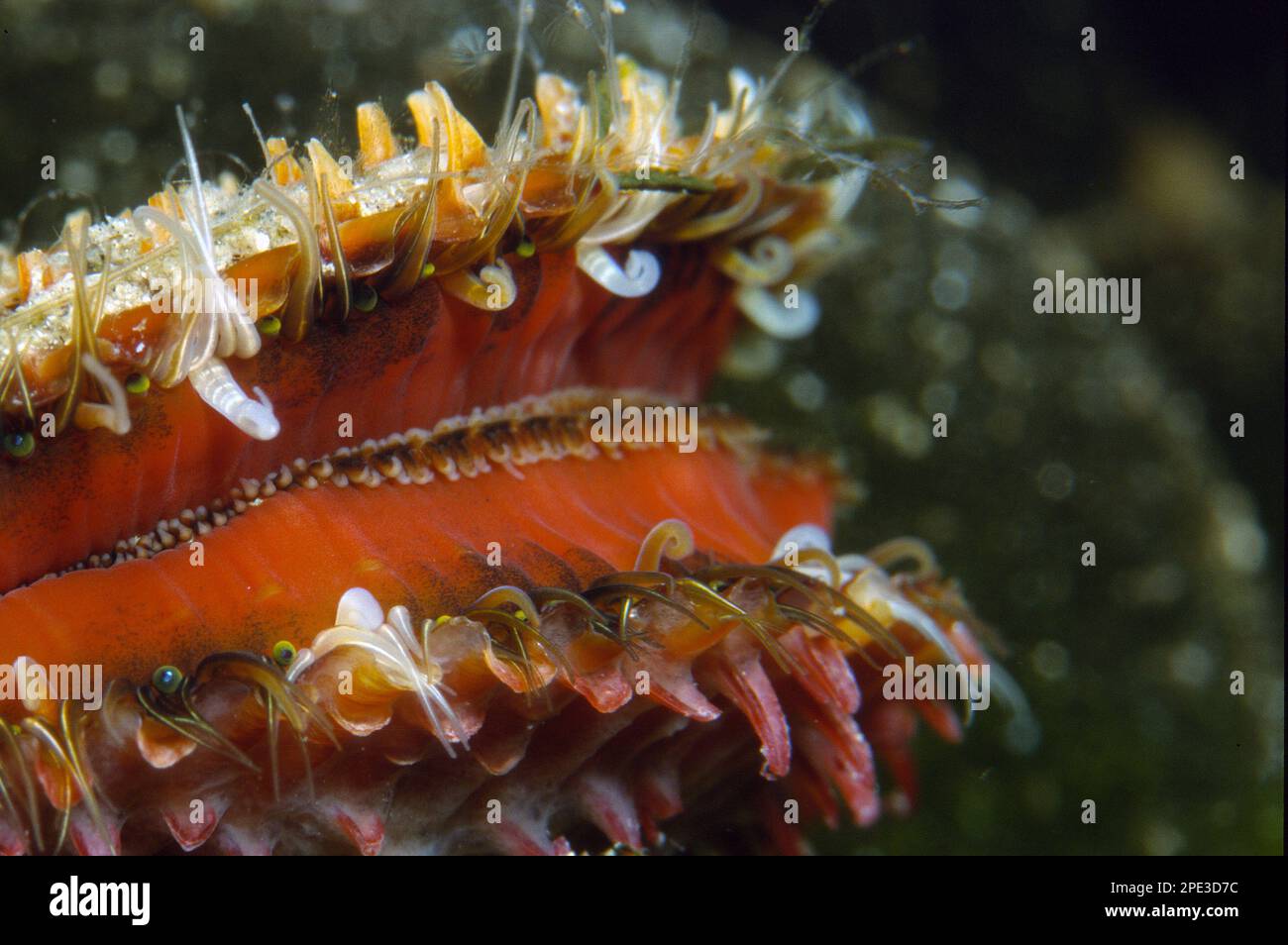 The half-open valves of a Chlamys varia, a bivalve of the pectinidae ...