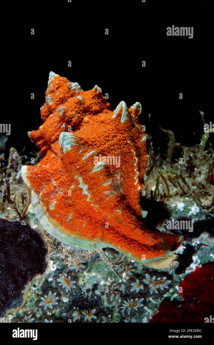 Hexaplex trunculus, mollusca, muricidae. A commercial specie ranging ...