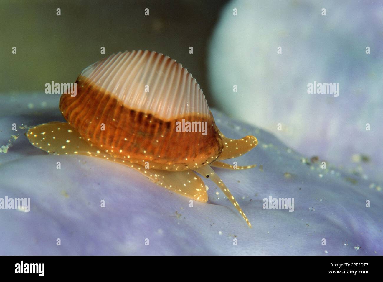 Trivia arctica, Triviidae (allied cowries) on sponge. Sardegna ...