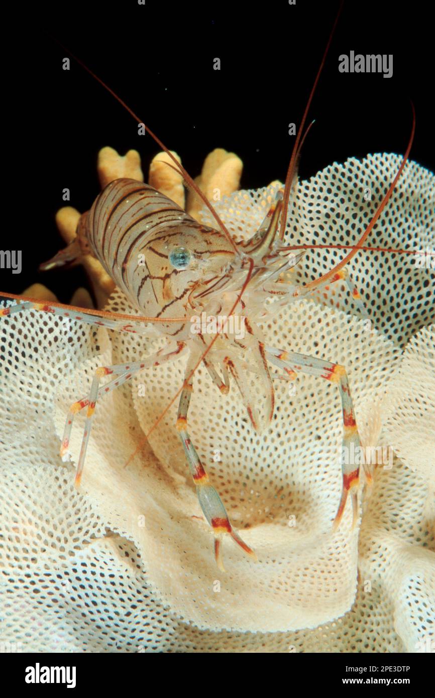 Gambero, crevette, Shrimp, Palaemon serratus, Crustacea, Decapoda on ...