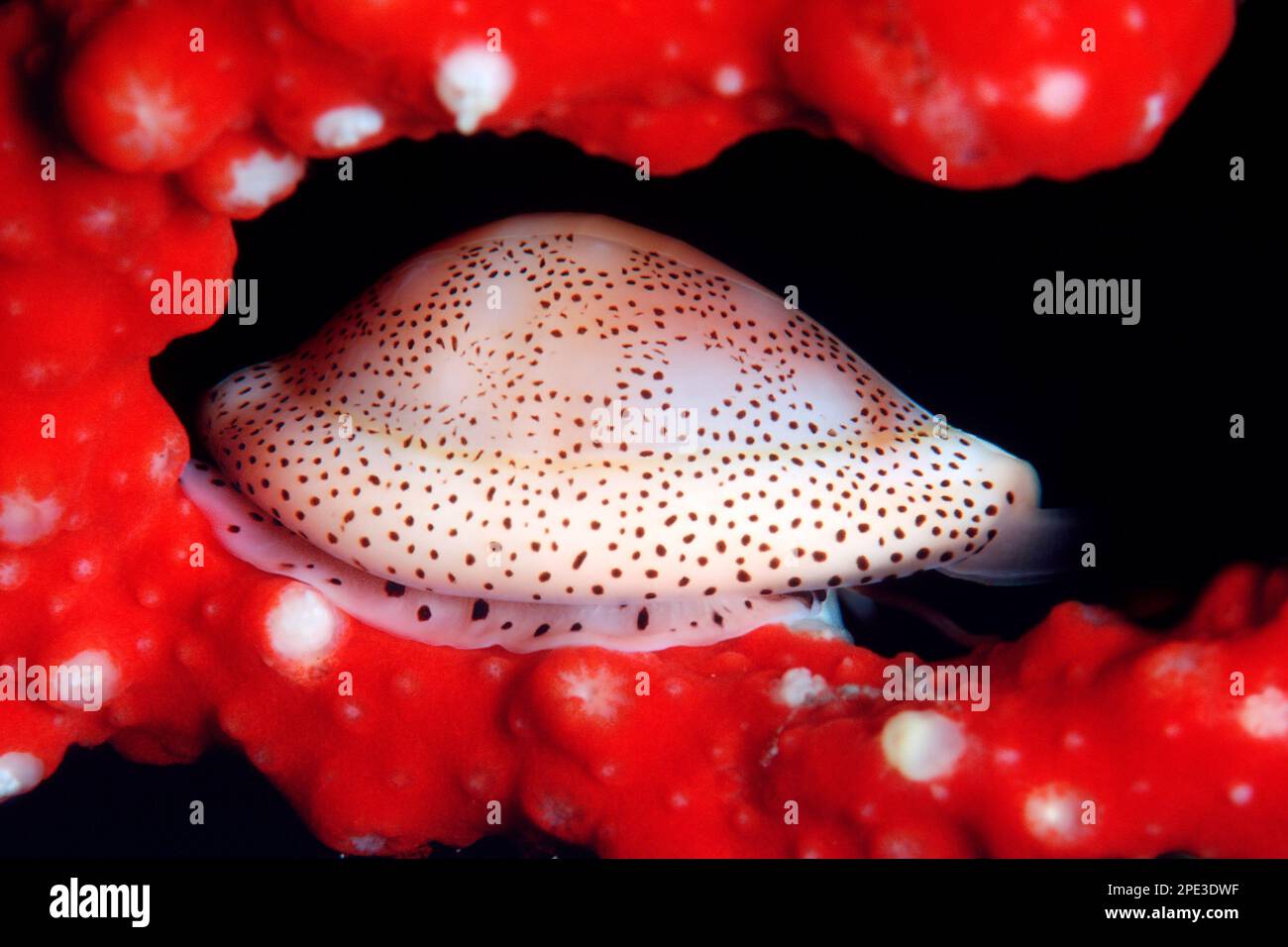 Pseudosimnia carnea, Mollusca, Gastropoda, Ovulidae (allied cowries ...