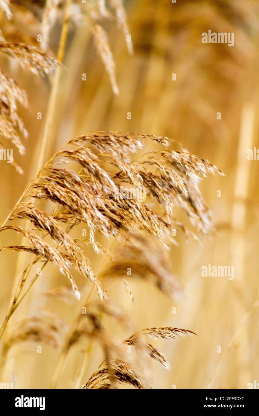 Vibrant reed leaf hi-res stock photography and images - Alamy