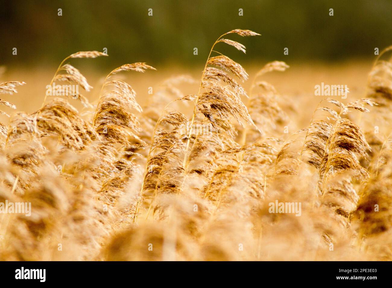 Close up reeds growing in hi-res stock photography and images - Alamy