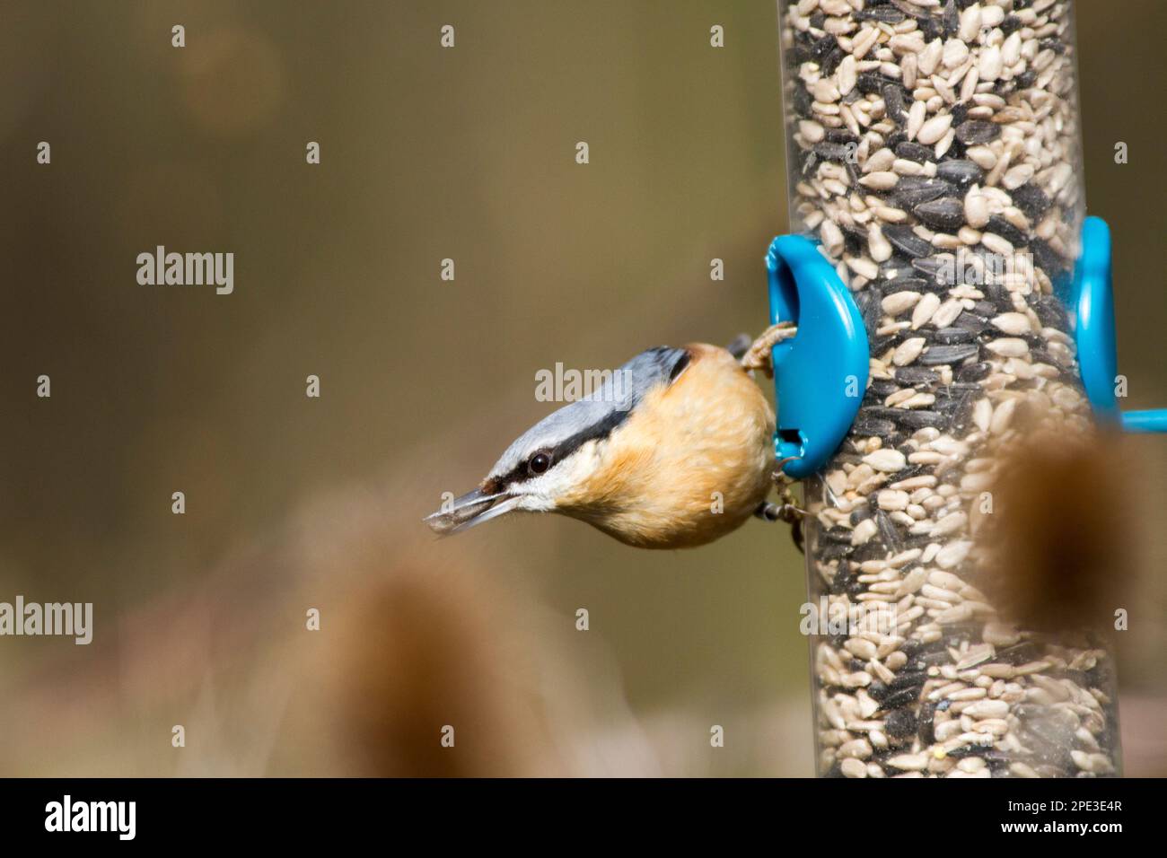 Bird hide nuthatch hi-res stock photography and images - Alamy