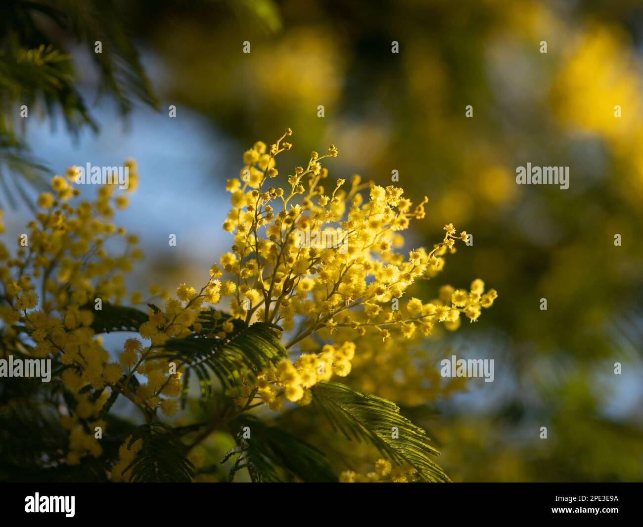 Beautiful bright yellow hairy mimosa flowers close-up. Blooming mimosa ...