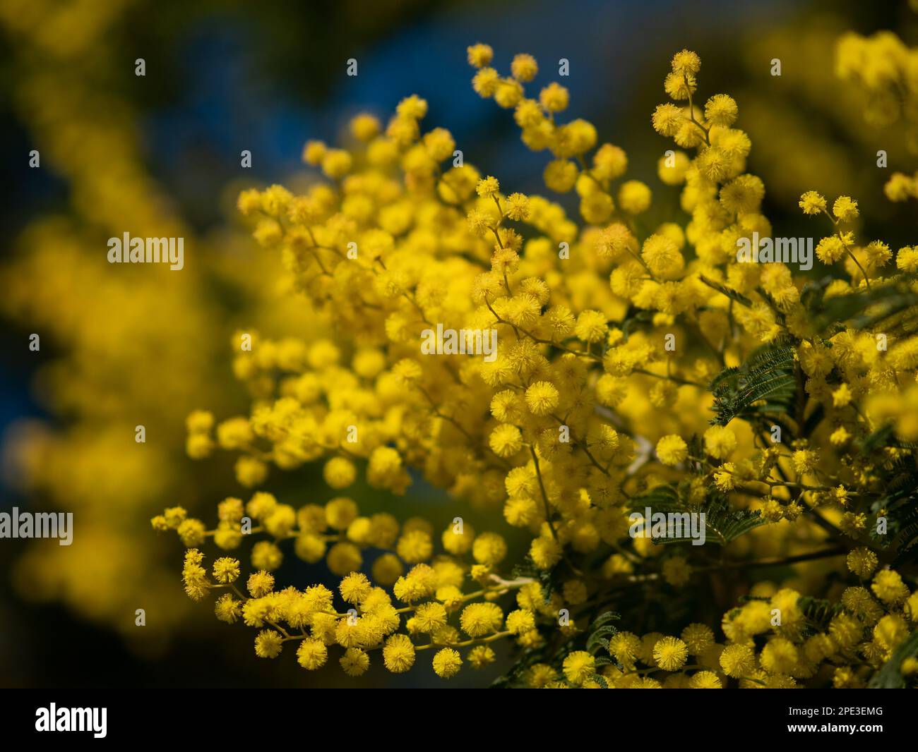 Beautiful bright yellow hairy mimosa flowers close-up. Blooming mimosa ...